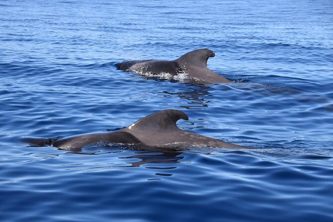 Bonadea II Ecological Whale Watching, 2 hours
