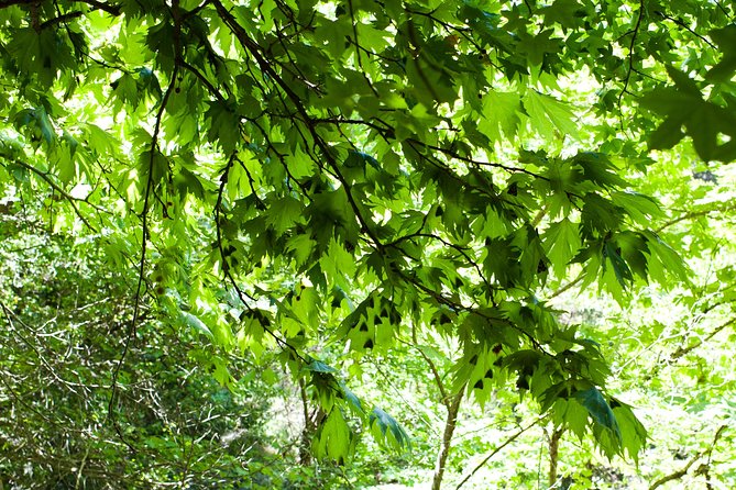 Butterfly Valley & Wine, Olive Oil, Honey Tasting Tour (Small Group)