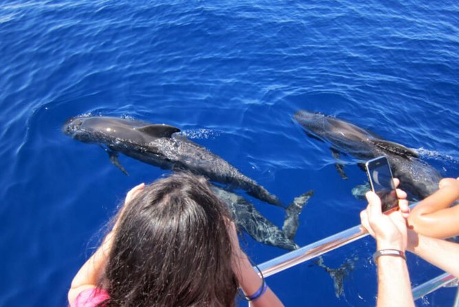 Dolphin and Whales watching cruise from Puerto Rico de Gran Canaria