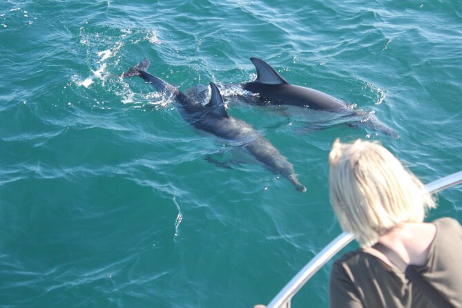 Dolphin Watching in Gibraltar Dolphin Safari V.I.P