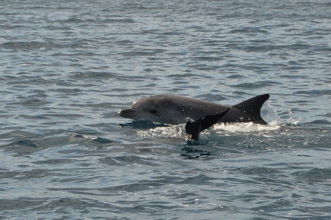 Dolphin Watching Tour - from Golfo Aranci