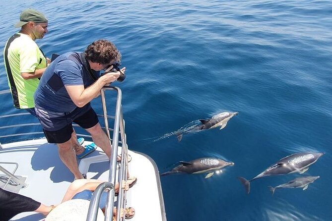 From Lagos: Dolphin Watching Cruise on a Catamaran