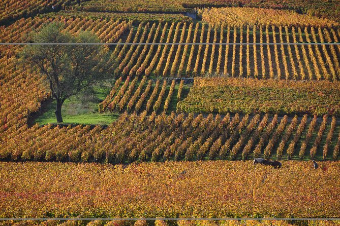 Half Day Tour of the Cote de Nuits Vineyards from Dijon