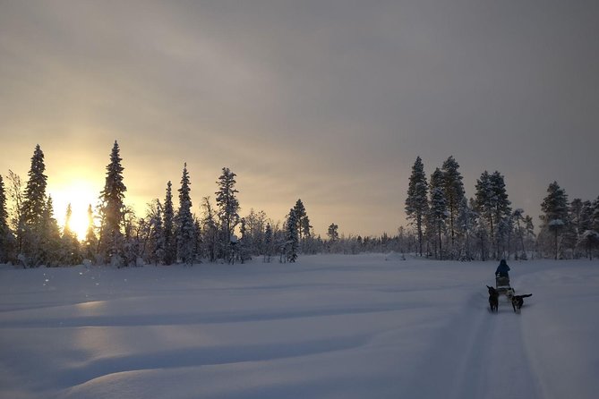 Husky Tour Sit and Drive Combo Tour from Kiruna