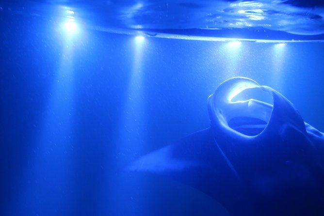 Kona manta rays guaranteed night snorkel in keauhou harbor the value of the price point