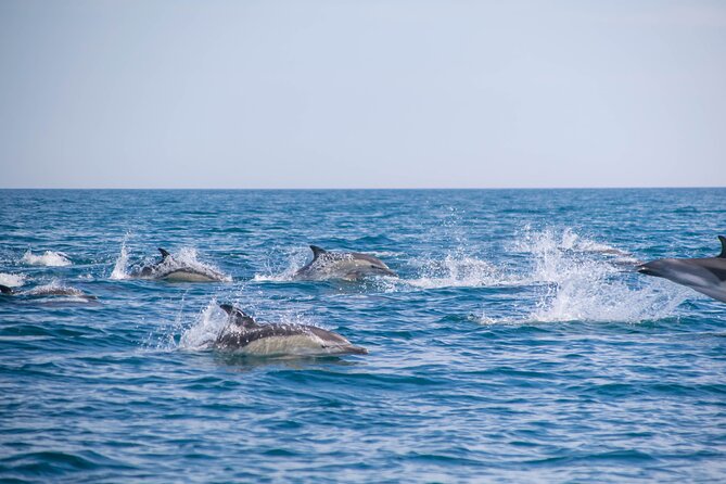 Portimão:Embark on NatureBenagil and DolphinsBiologist on board