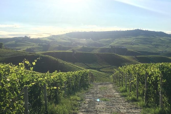 Private Barolo / Barbaresco - Piedmont Wine Tours and Tastings