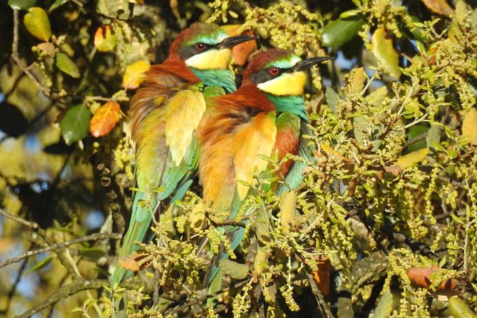 Private Birding & Photography Day Trip to Doñana