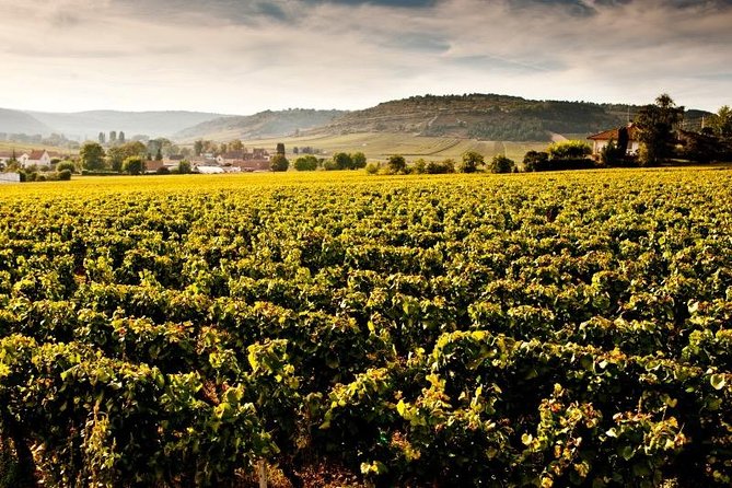 Private excursion to Côte de Beaune and Côte de Nuits (full day)