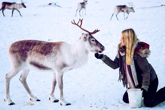 Reindeer visit, and Sami Culture Including Lunch from Tromso