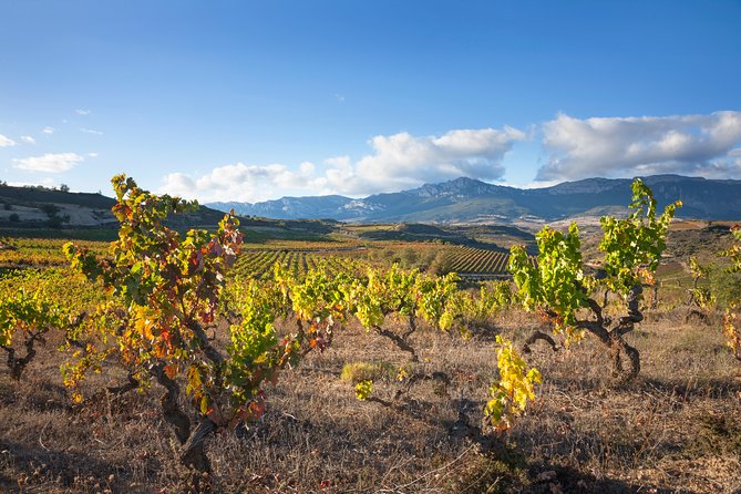 Rioja Wine Tour: 2 Wineries From Bilbao