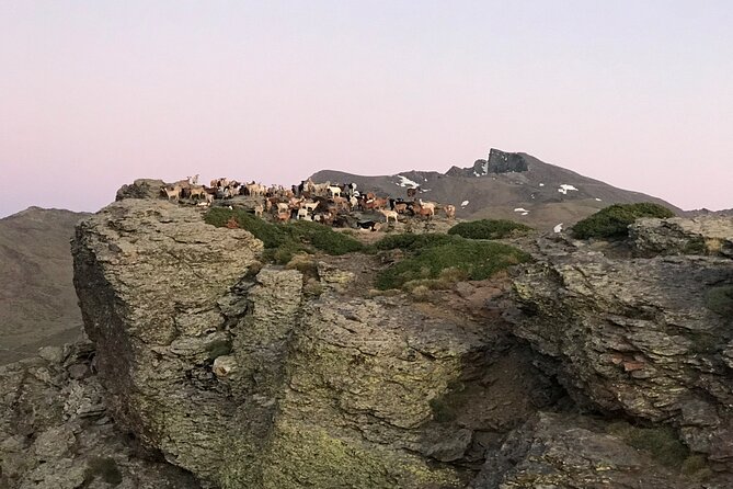 Sierra Nevada Safari 7 hours tour from Granada