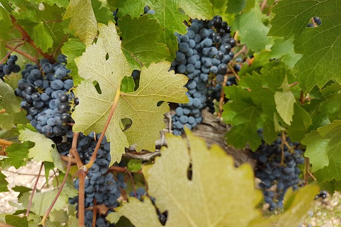 Singular Valencia Wine Tour Utiel Requena Wineries