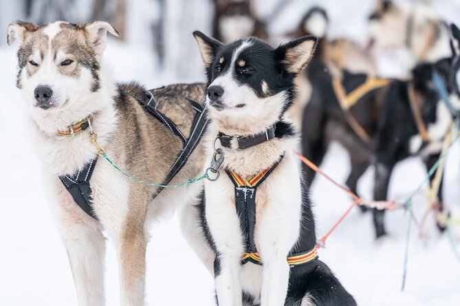 Small Group Wilderness Husky Sledding 2h from Tromsø (car needed)