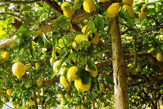 Sorrento Walking Tour & Limoncello Tasting