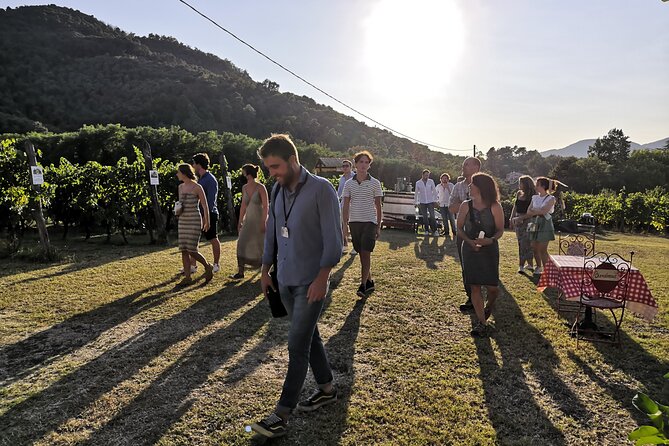 Tuscan Wine Tour in Lucca by van