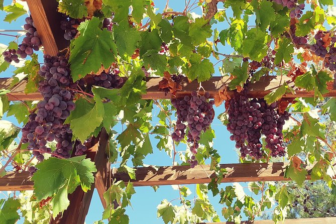 Vino Venture: Explore With A Local - Troodos Mountains thru Wine!