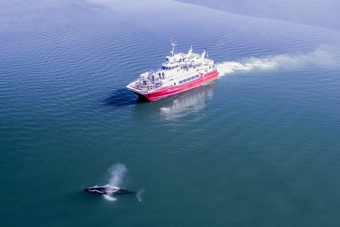 Whale Watching from Downtown Akureyri