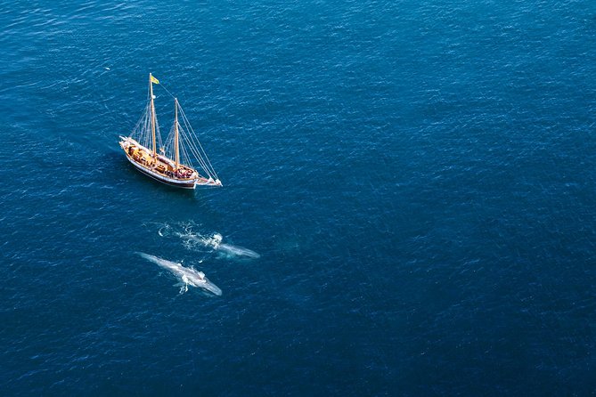 Whale Watching on a Traditional Oak Sailing Ship from Husavik
