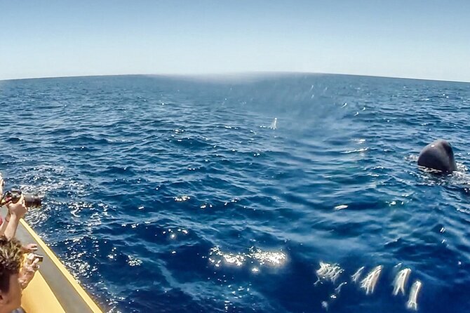 Azores Whale Watching & Islet Boat Tour - Wrapping Up