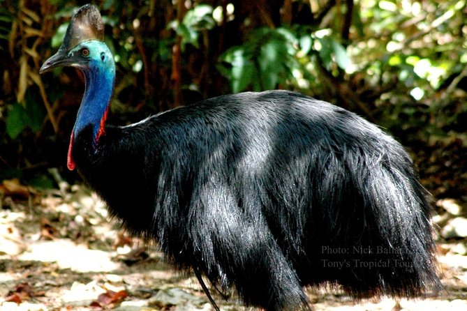 Daintree Rainforest, Mossman Gorge Small-Group from Port Douglas - Practical Considerations