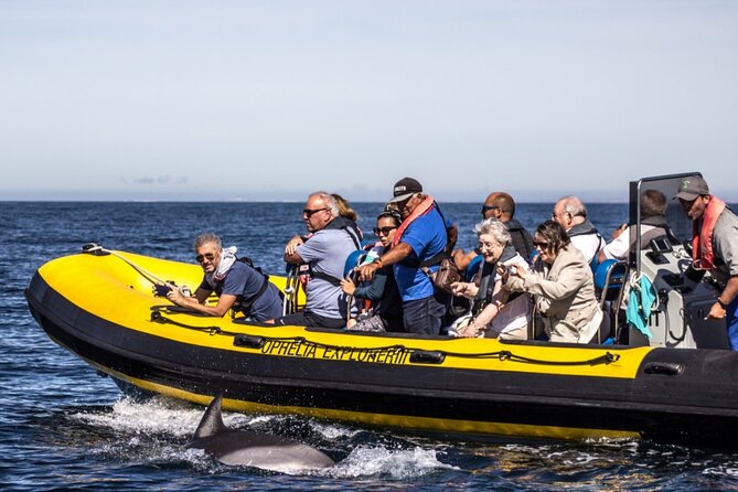 Dolphin Discovery - FAQs about Dolphin Discovery