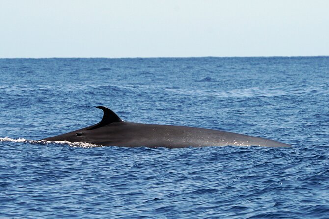 Dolphin - Whale - Turtle - Bird Watching - Frequently Asked Questions