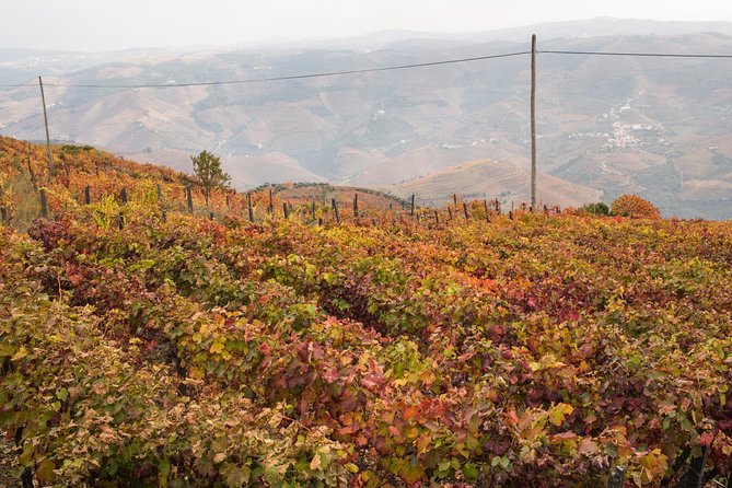 Douro Valley Small-Group Tour with Wine Tasting, Lunch and Boat - Who’s This Tour Best For?