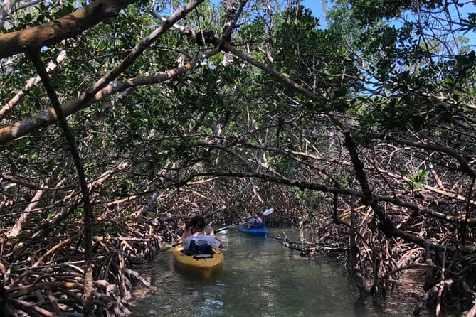 Key West Mangrove Kayak Eco Tour - What To Bring and Consider