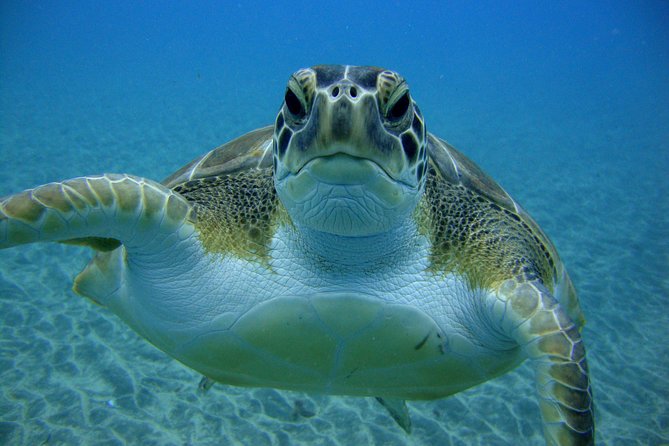 Scuba Dive excursion for Beginners in a Turtle Area - Practical Details and Considerations