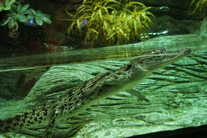 Seville Aquarium Admission Ticket - The Sum Up