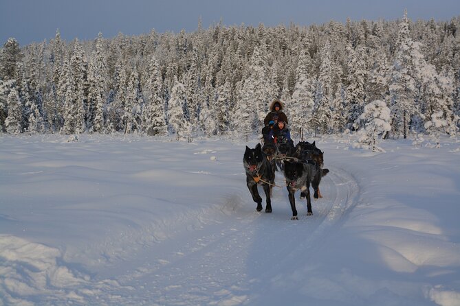 Sit Back and Relax Morning Husky Tour - Frequently Asked Questions