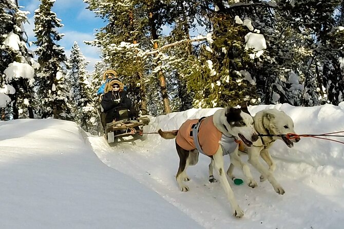 Sit Down Husky Ride Dog Sled Tour in Kiruna - Additional Considerations