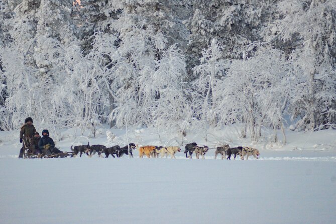 Sunrise Zen Husky Tour (10:00 to 13:00 - sitting on the sled) - The Sum Up: Is This Tour Worth It?