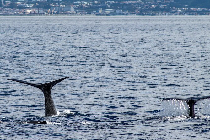 Whale Watching Activity in North Coast - Who Should Book This Tour?