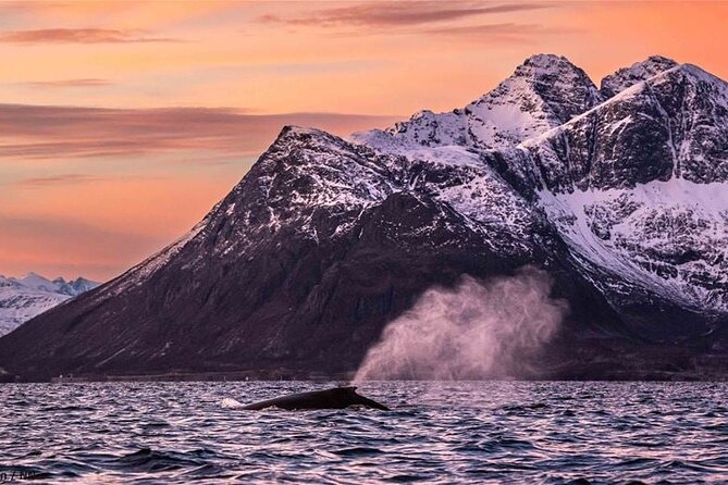 24hr Northern Lights & Whale Watching Cruise - The Value and Who It’s For
