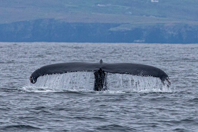Blasket Island Sea Life Rib Tour, - FAQs