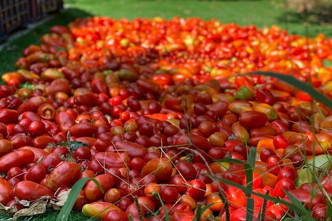 Cook and Eat in a Citrus Grove in Sorrento - Authenticity and Value