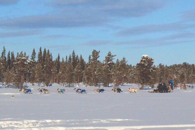 Sit Down Husky Ride Dog Sled Tour in Kiruna - What Makes This Tour Stand Out?