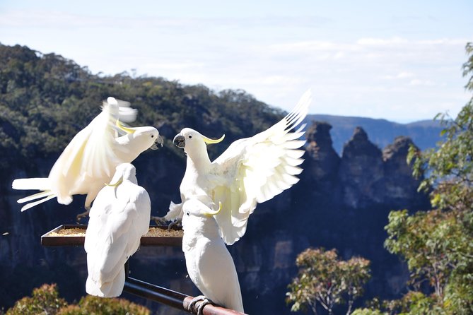 Blue Mountains Small-Group Tour from Sydney with Scenic World,Sydney Zoo & Ferry - The Sum Up