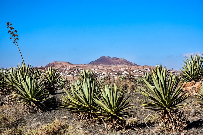 Buggy Fuerteventura Off-Road Excursions - What Travelers Say: Authentic Perspectives