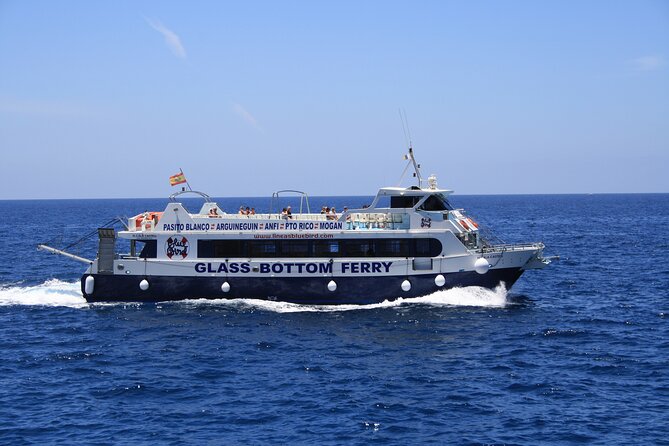 Half-Day Cruise Tour-Dolphin and Whale Watching - How Do the Reviews Shape Our View?