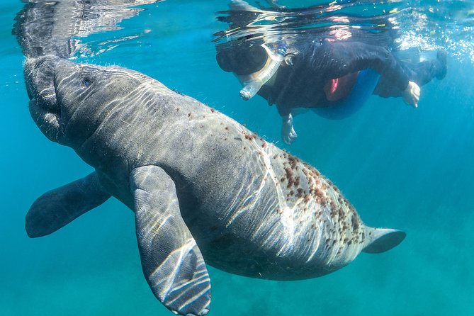 Manatee Swim Tour with In Water Photographer - Who Should Book This Tour?