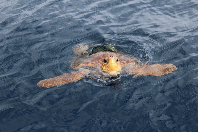 No chase Whale & Dolphin tour putting Marine Life first - we care - Traveler Experiences and Authentic Feedback