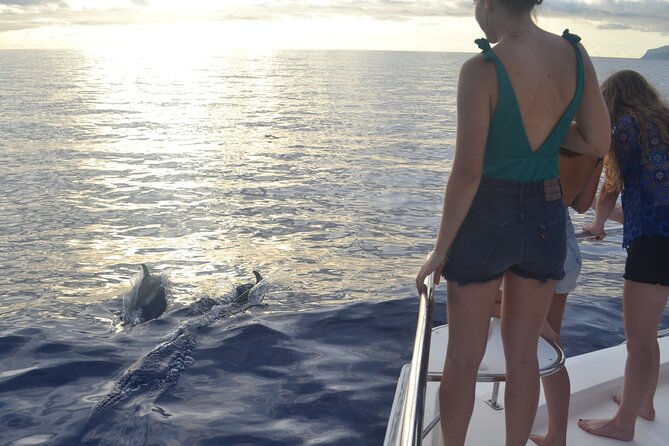 VipDolphins Luxury Whale Watching - Who Will Love This Tour?