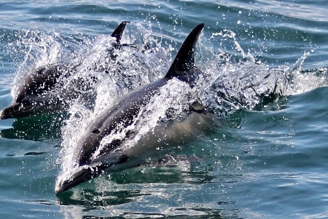 Dolphin Watching in Gibraltar Dolphin Safari V.I.P - Authentic Experiences and Review Highlights