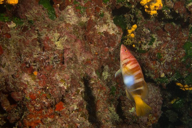 Snorkeling and Boat trip in Crete with free certification! - The Sum Up: Is It Worth It?