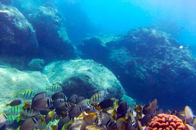 Beginner Scuba Diving Adventure with Videos in Honolulu - Introduction: A Beginner-Friendly Look at Honolulu’s Underwater World