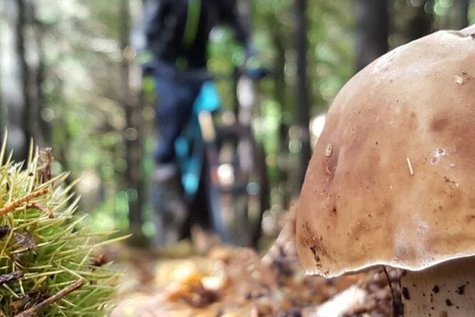 Botanical Trails of Madeira. Mountain biking Trail Experience - Key Points