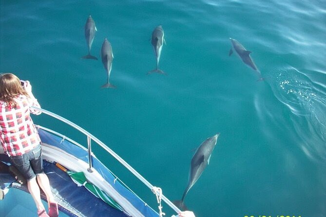 Dolphin Watching in Gibraltar Dolphin Safari V.I.P - Gibraltar Dolphin Safari V.I.P: A Close-Up with Wild Dolphins